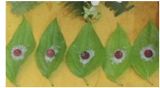 Bringing Lord Ganesha Home : A step by step guide. - A-Desiflava Magazine